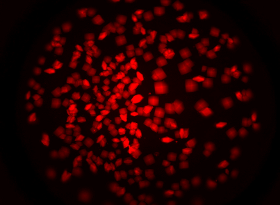 Multi-Fluorescence Imaging (Optional)