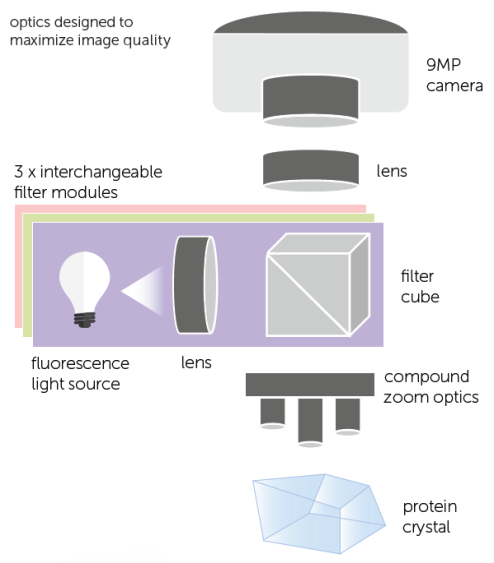 Multi-Fluorescence Imaging (Optional)