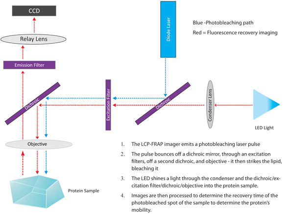 FRAP Imaging (Optional)